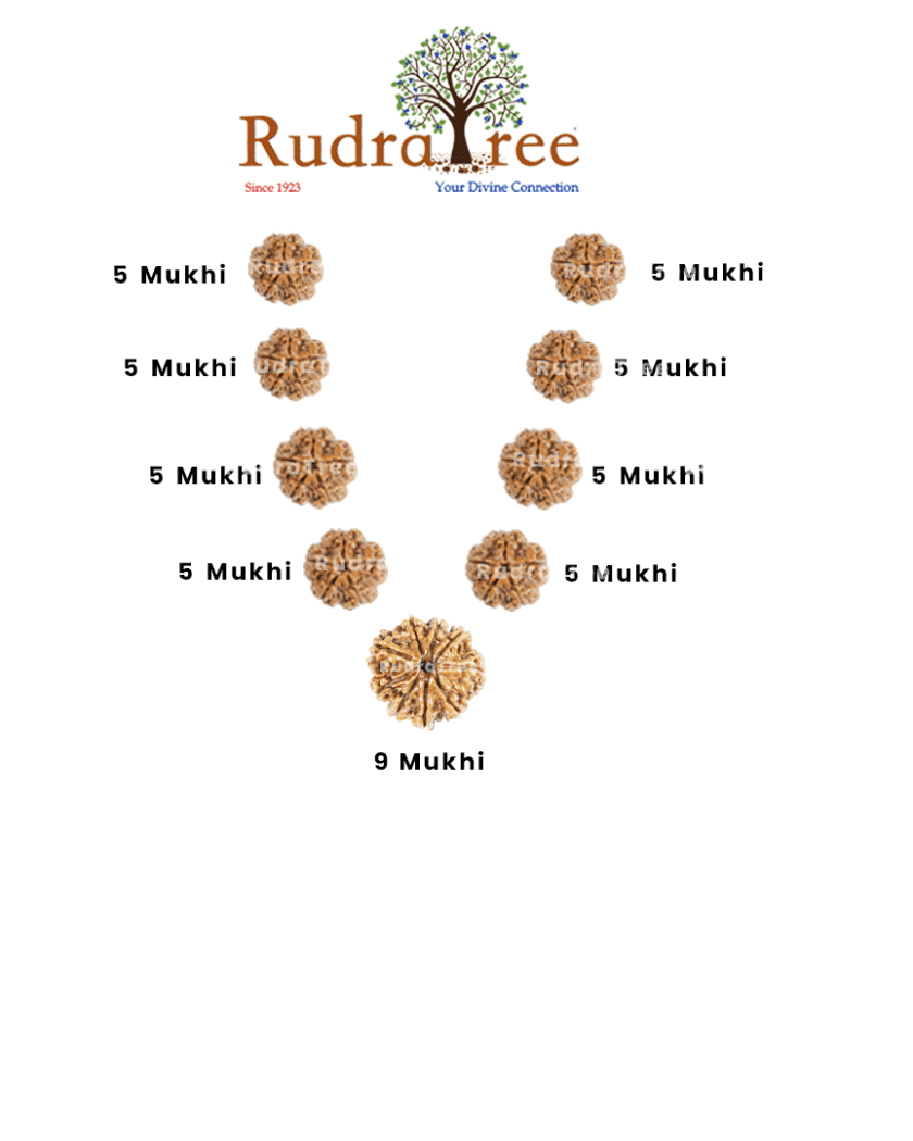Rudraksha for Rasi & Kavach - RudraTree Gemstones & Rudraksha